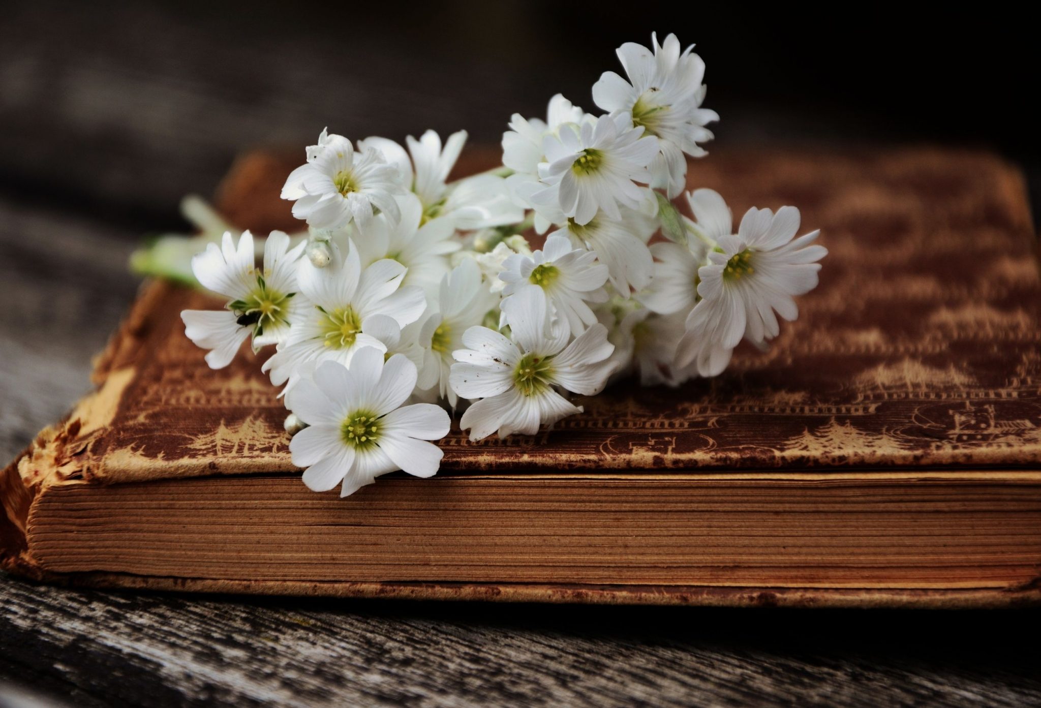 Unlocking the Joy of Reading: A Deep Dive into Fiction Book Clubs